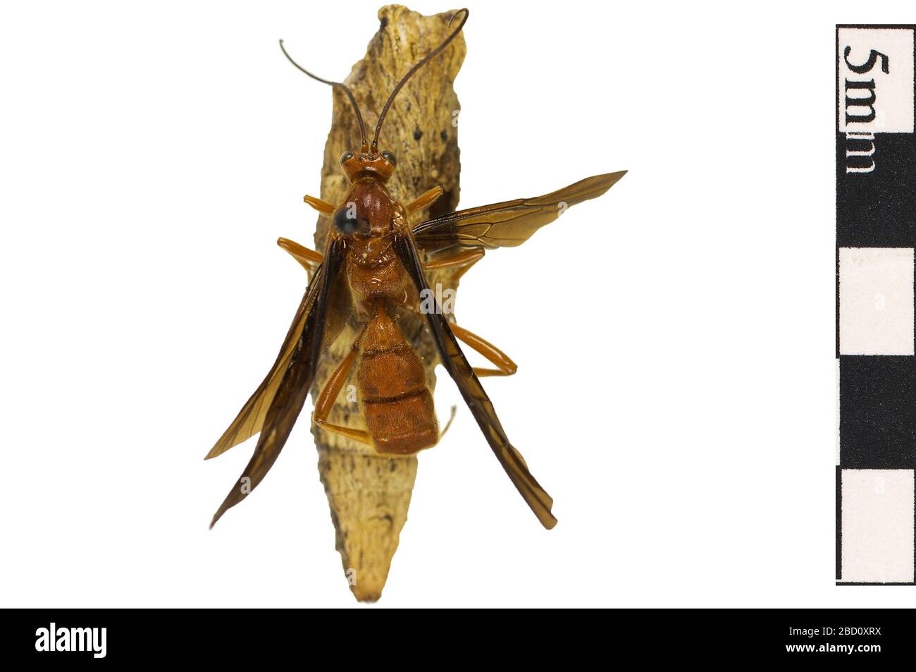 Ichneumonid wasp hi-res stock photography and images - Alamy