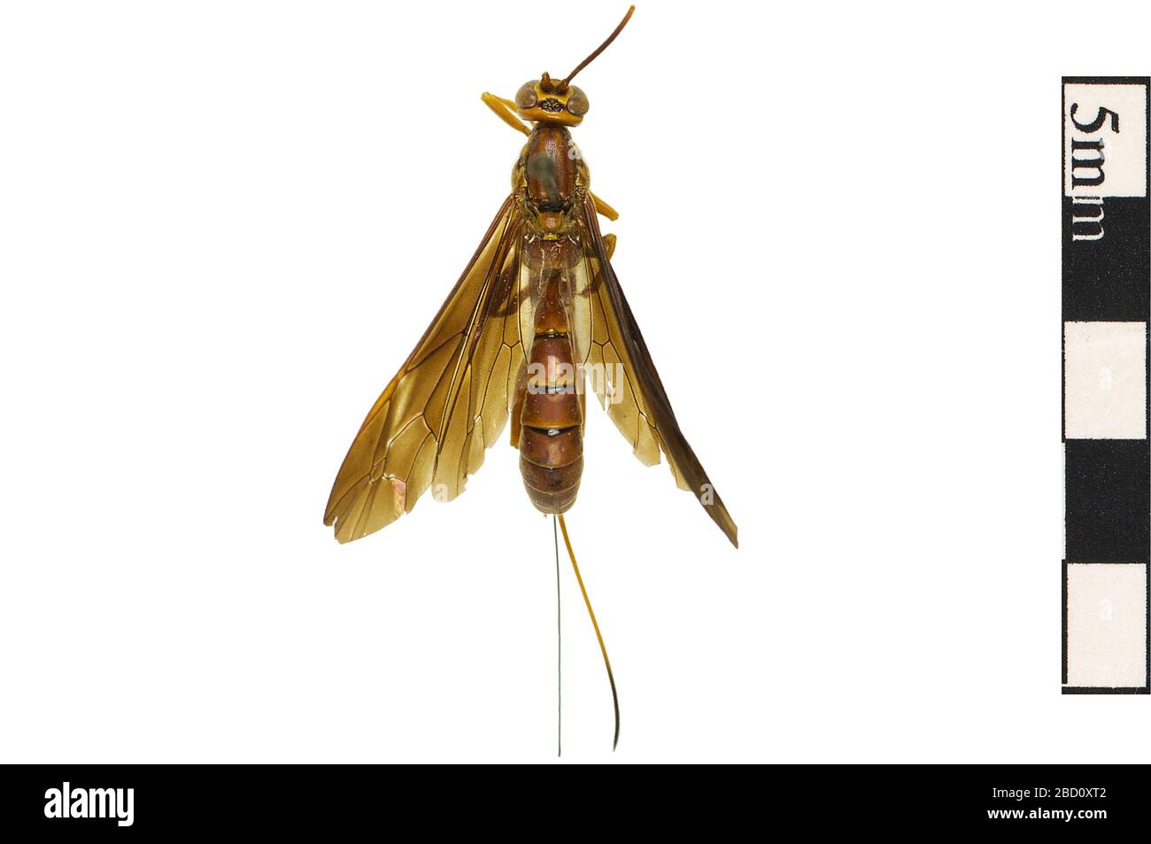 Labena grallator hi-res stock photography and images - Alamy