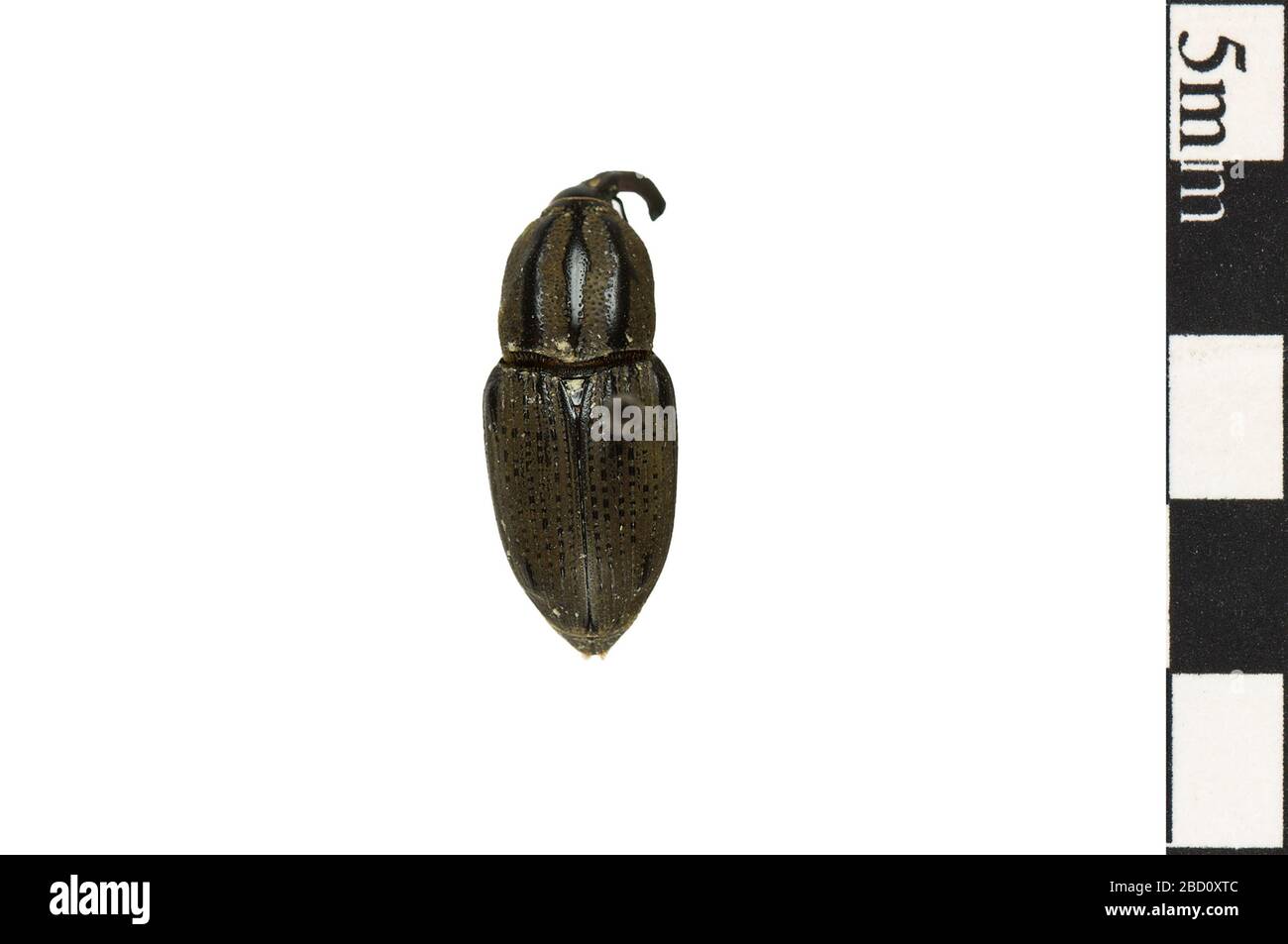 Weevil Snout Beetle. EO 021017 Snout Beetle Sphenophorus robustus 001 ...