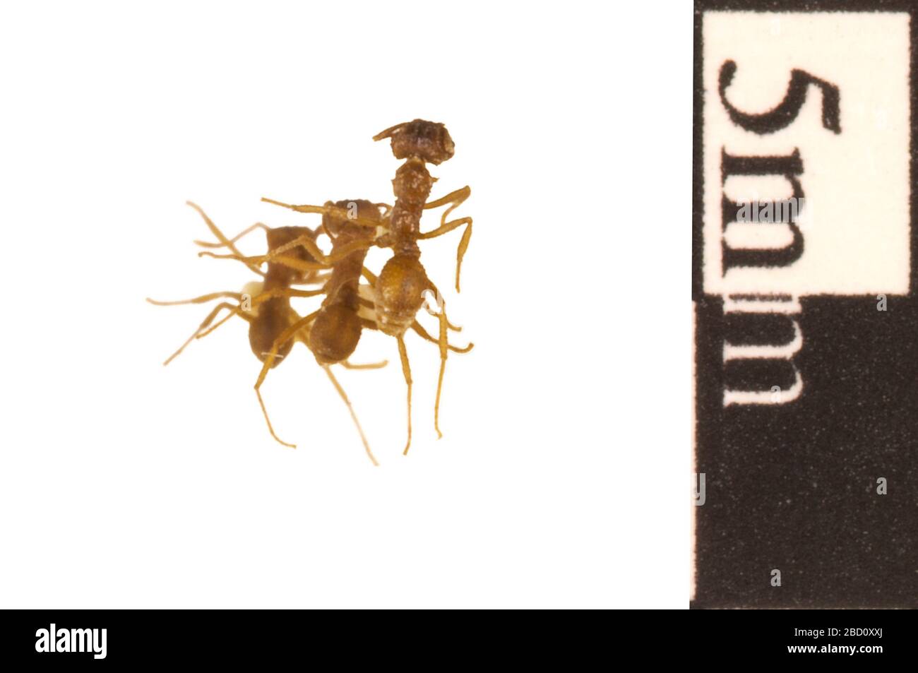 Northern Fungus Farming Ant. EO 022026 Ant Trachymyrmex septentrionalis ...