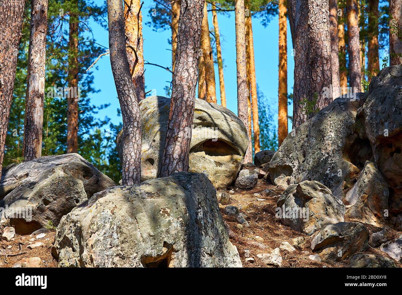 Pine tree forest mountain la hi-res stock photography and images - Alamy