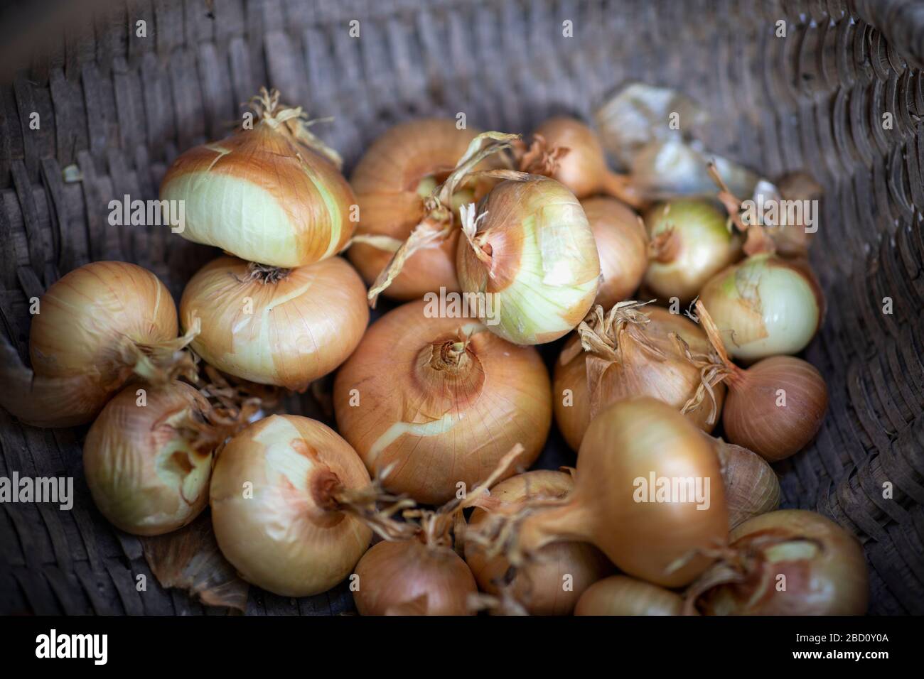 Photo of fresh onions to dry Fresh onion. Bow background. Ripe onions ...