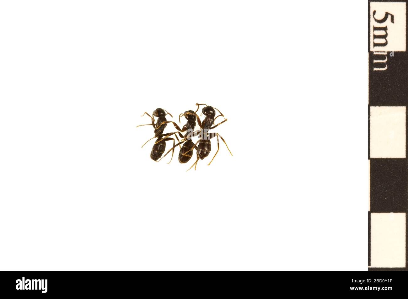 Camponotus nearcticus hi-res stock photography and images - Alamy