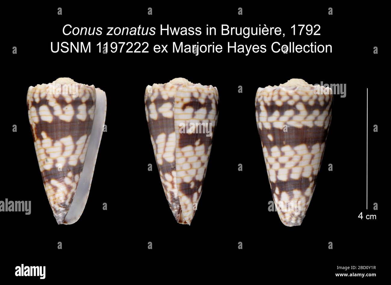 Zonatus hi-res stock photography and images - Alamy