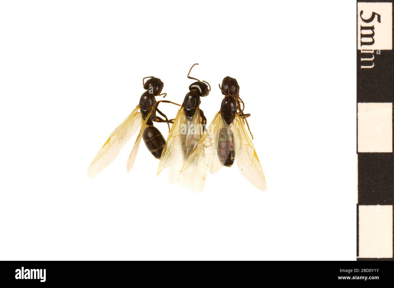 Camponotus nearcticus hi-res stock photography and images - Alamy