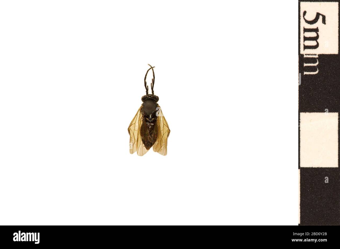 Bristly insect hi-res stock photography and images - Alamy