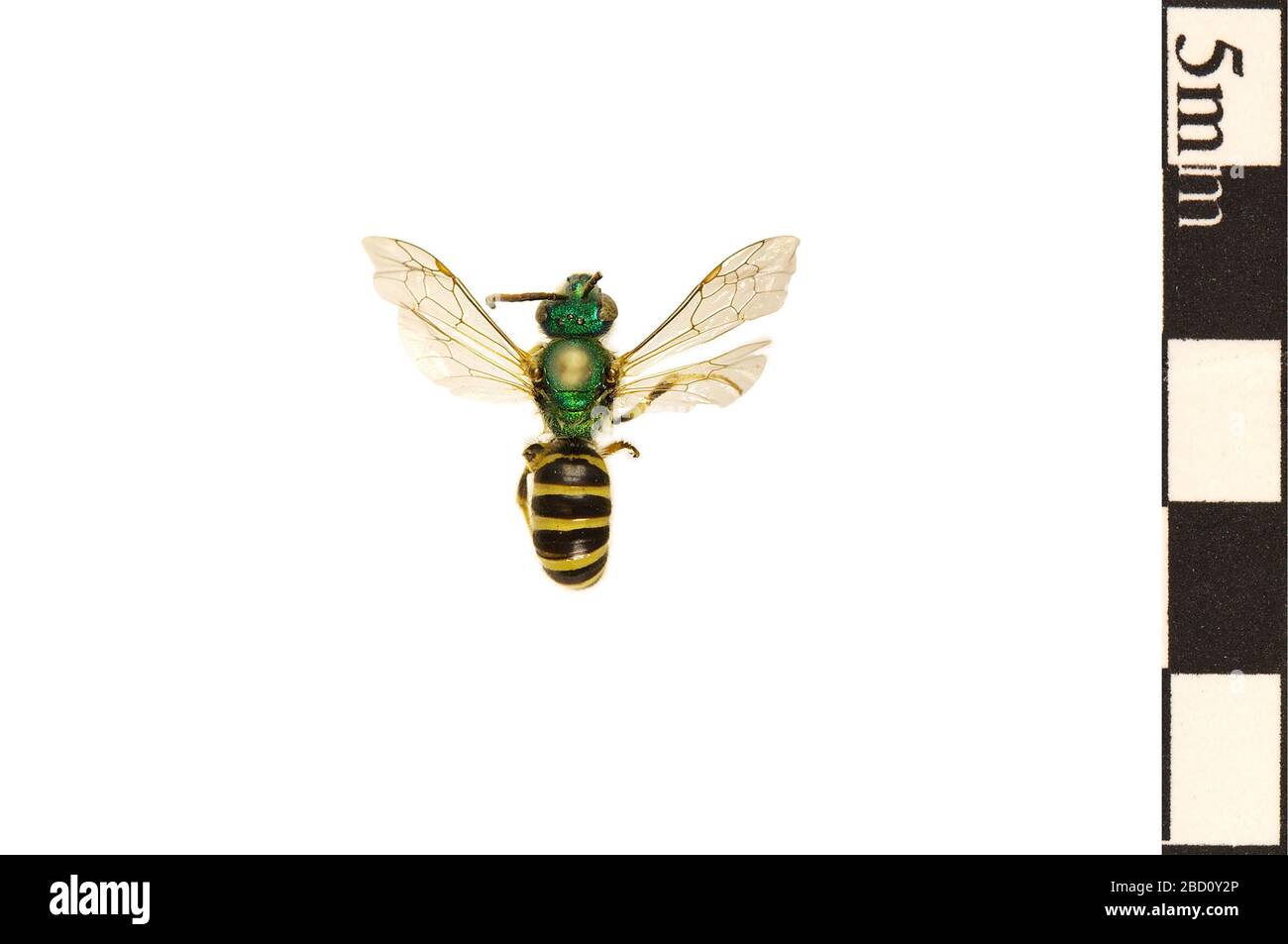 Agapostemon Virescens