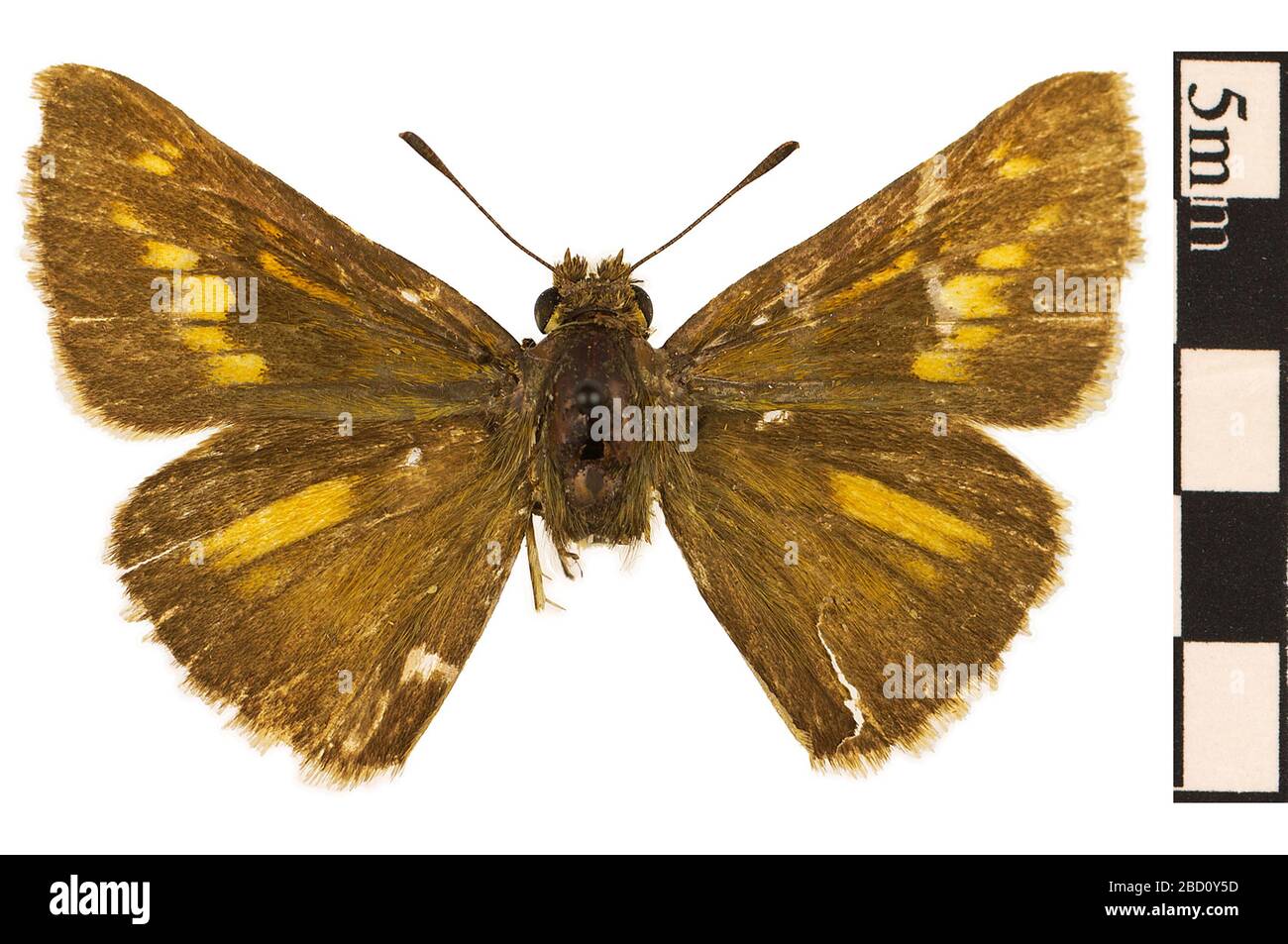 Skipper identification hi-res stock photography and images - Alamy
