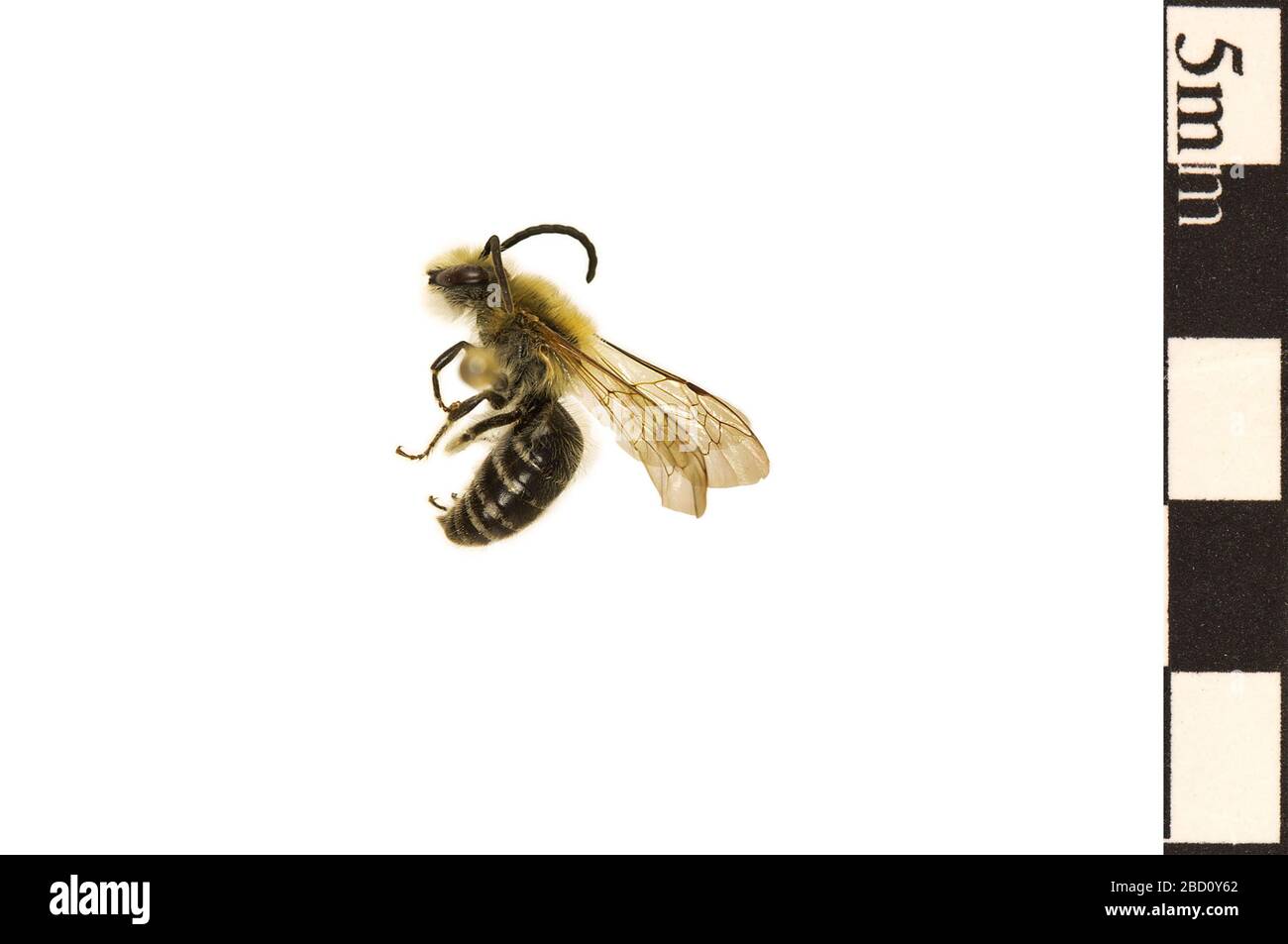 Cellophane bee hi-res stock photography and images - Alamy