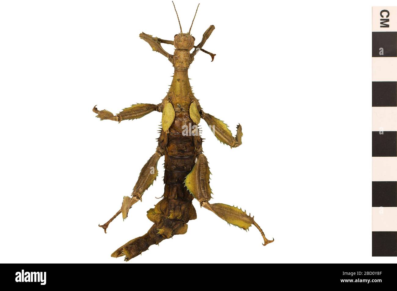 Giant Prickly Stick Insect Spiny Leaf Insect. EO 400800 Giant Prickly ...