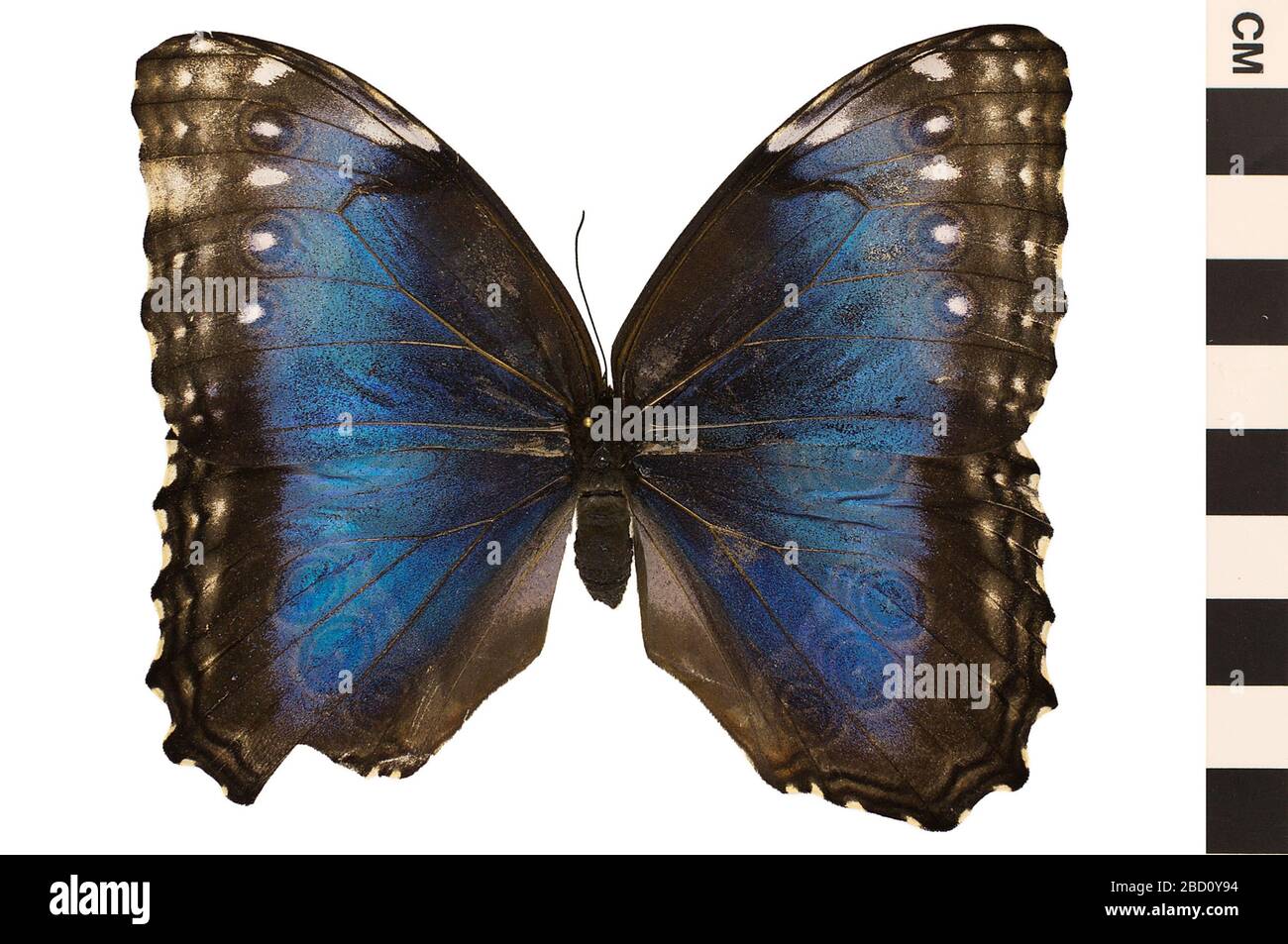 Blue Morpho. EO 400820 Blue Morpho Morpho peleides 001.jpg Stock Photo ...