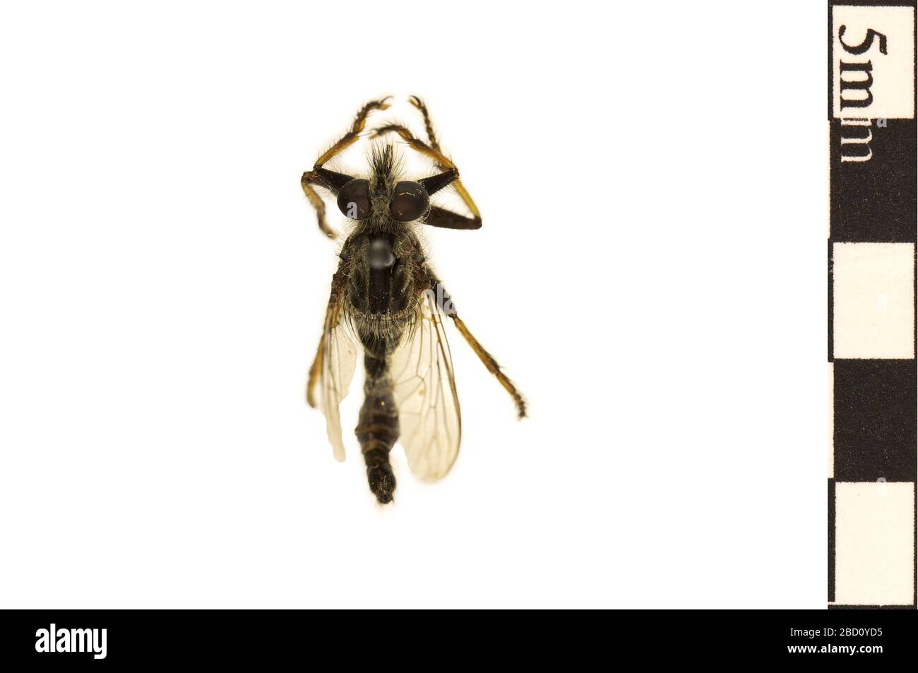 Behavior robber fly hi-res stock photography and images - Alamy