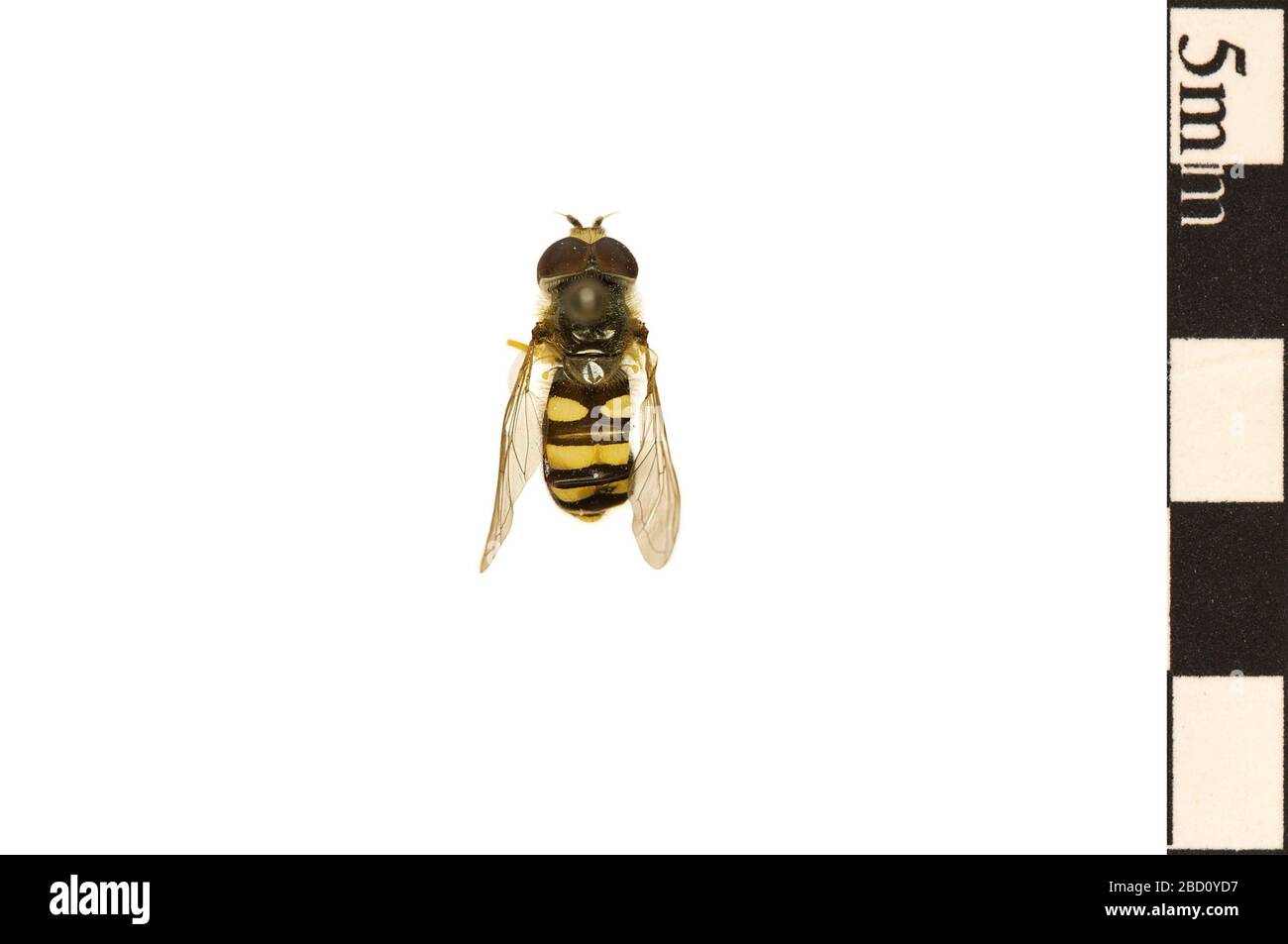 Metasyrphus hi-res stock photography and images - Alamy