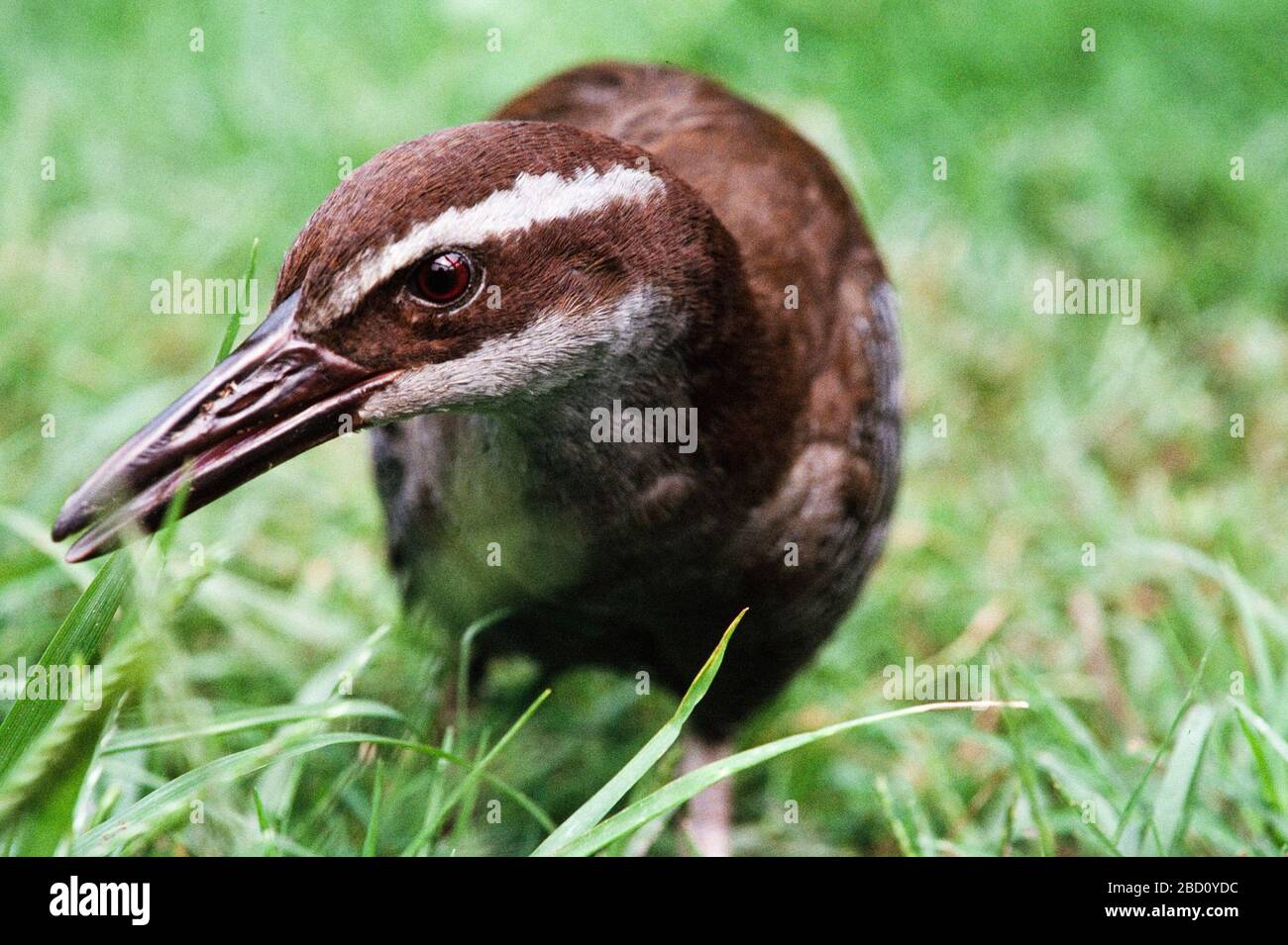 Guam Rail. Species: owstoni,Genus: Gallirallus,Family: Rallidae,Order ...
