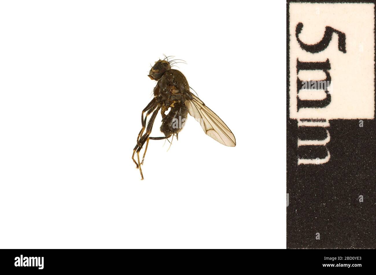 Frit fly hi-res stock photography and images - Alamy