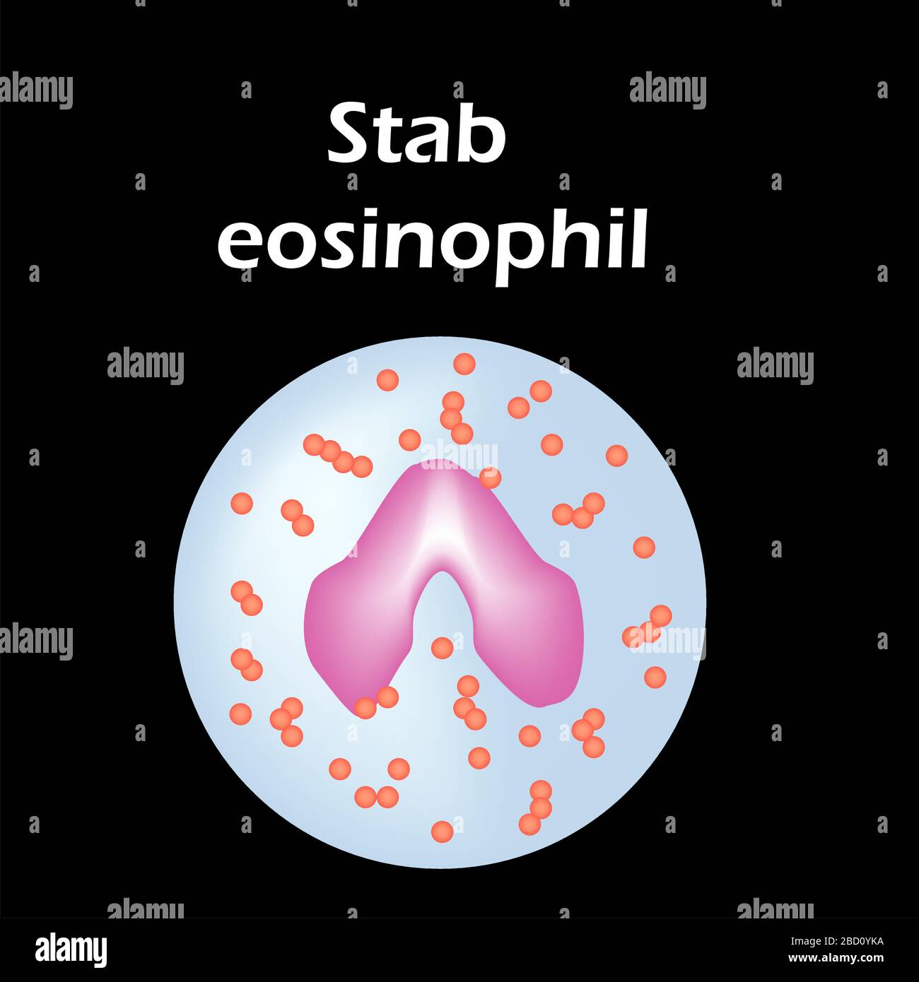 Eosinophil structure. Eosinophil blood cells. White blood cells ...