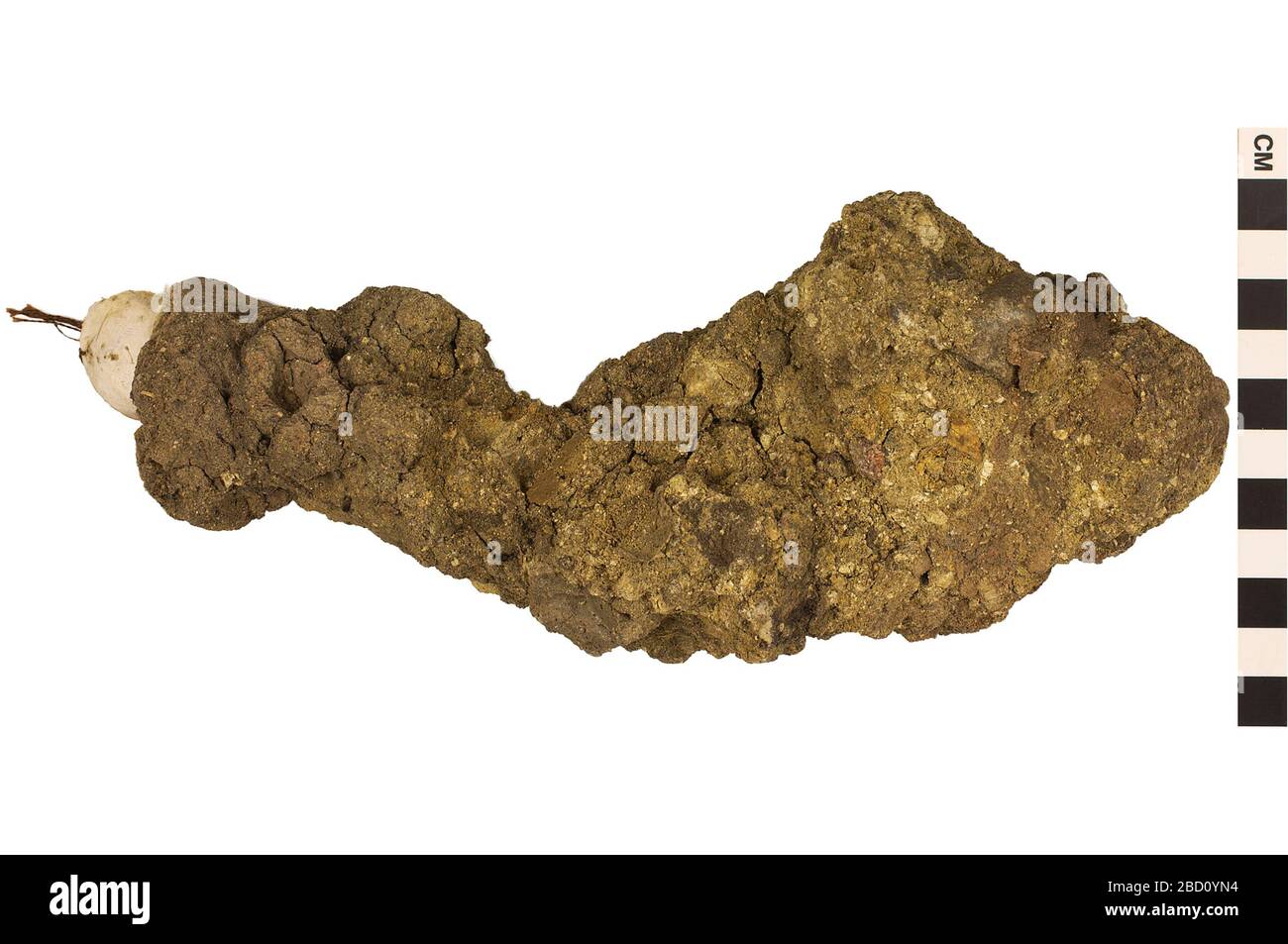 Trapdoor Spider. EO 025561 Trapdoor Spider Ctenizidae 001.jpg Stock ...