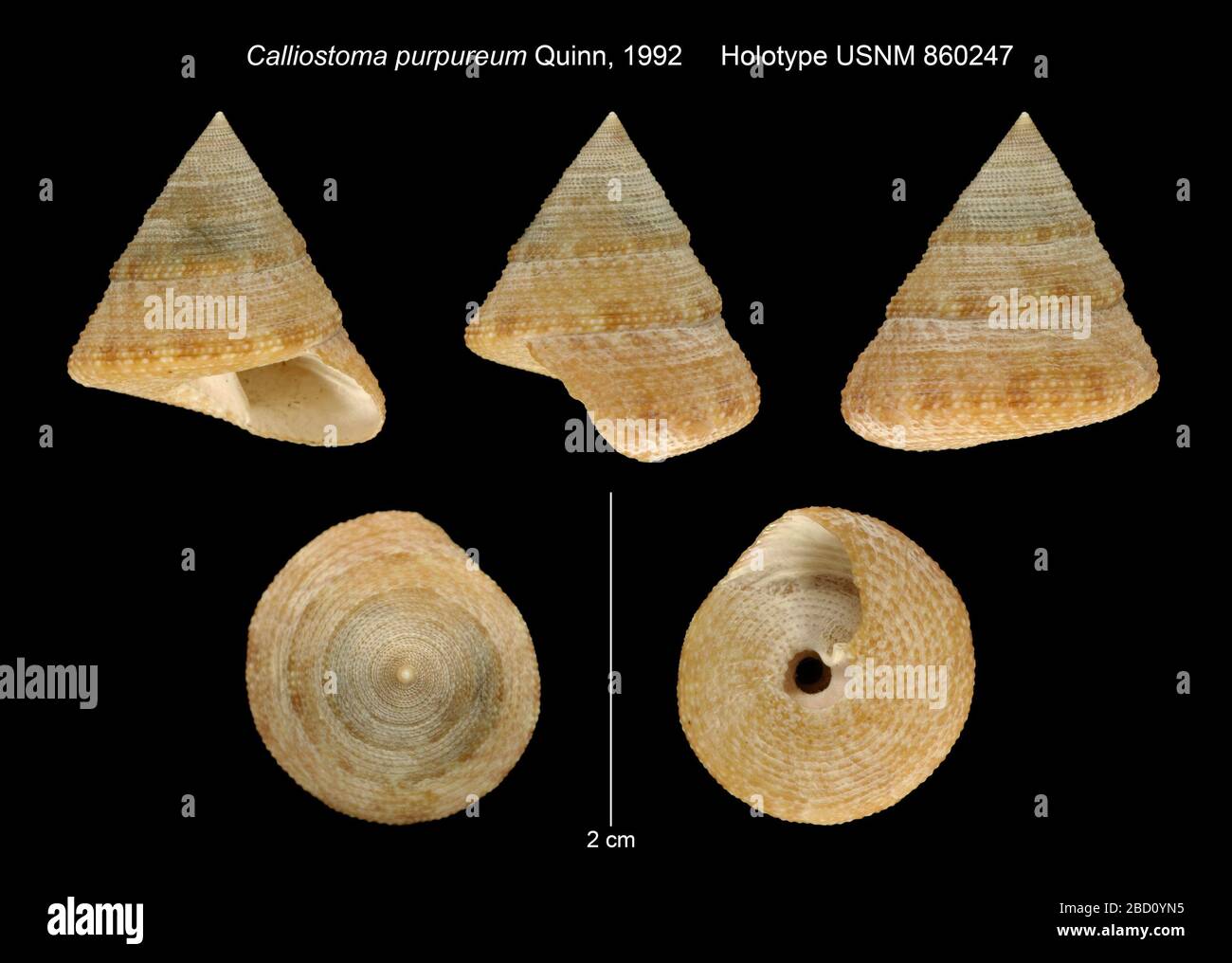 Calliostoma purpureum. 20 Jan 20161 Calliostoma purpureum Stock Photo ...