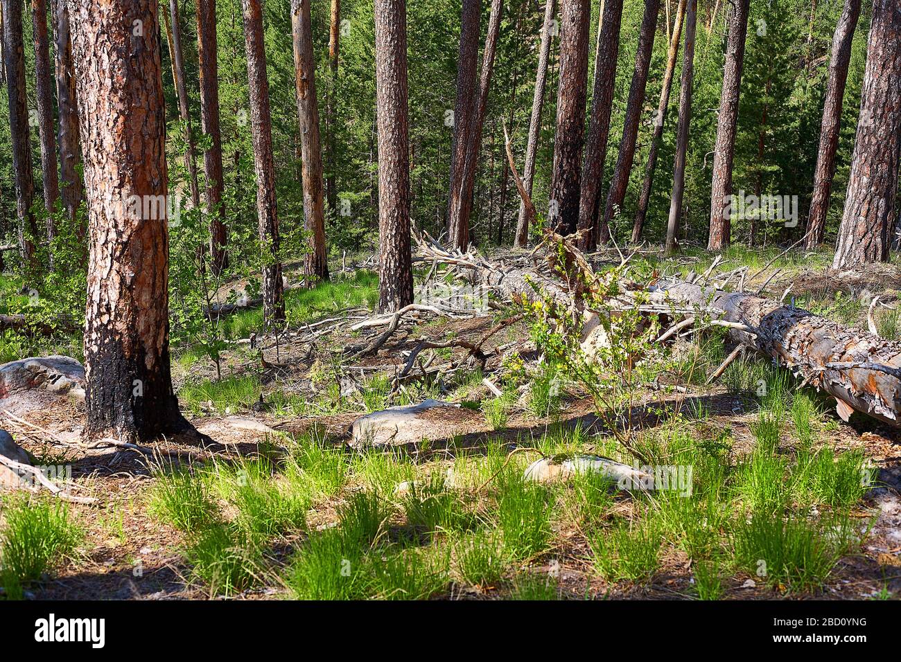 Hazard fallen trees hi-res stock photography and images - Alamy