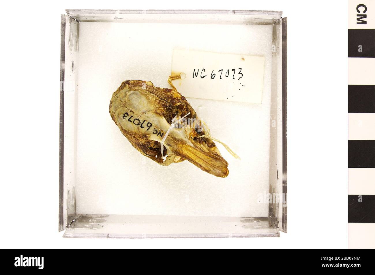 The rat pack hi-res stock photography and images - Alamy