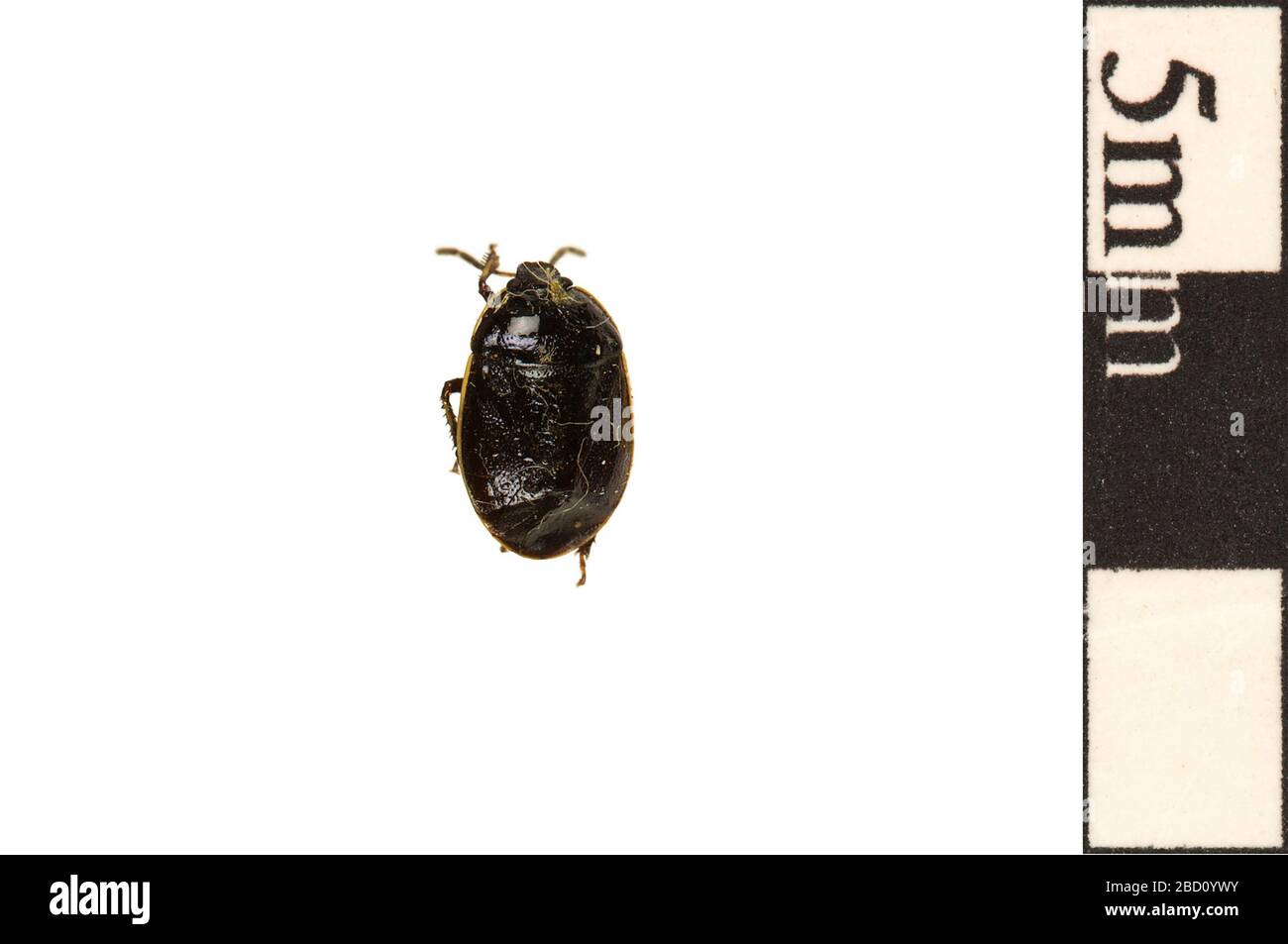 Burrowing bug hi-res stock photography and images - Alamy