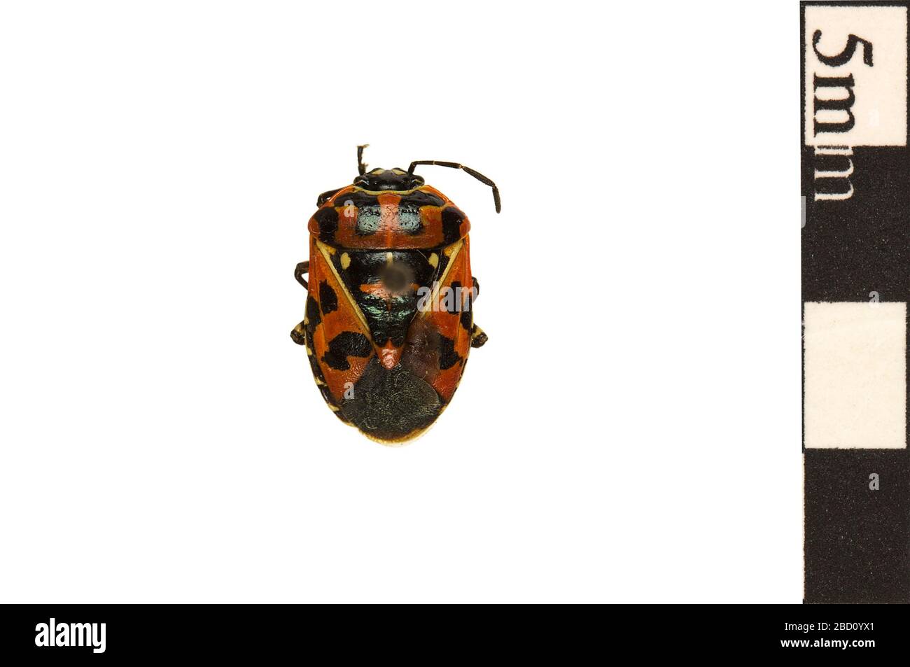Harlequin stink bug hi-res stock photography and images - Alamy