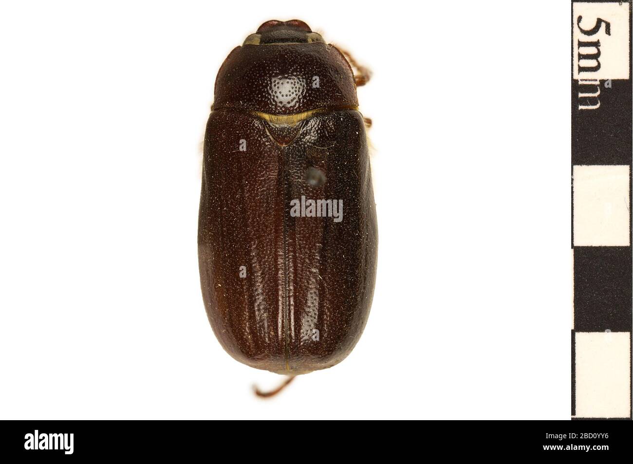 Anxia hi-res stock photography and images - Alamy