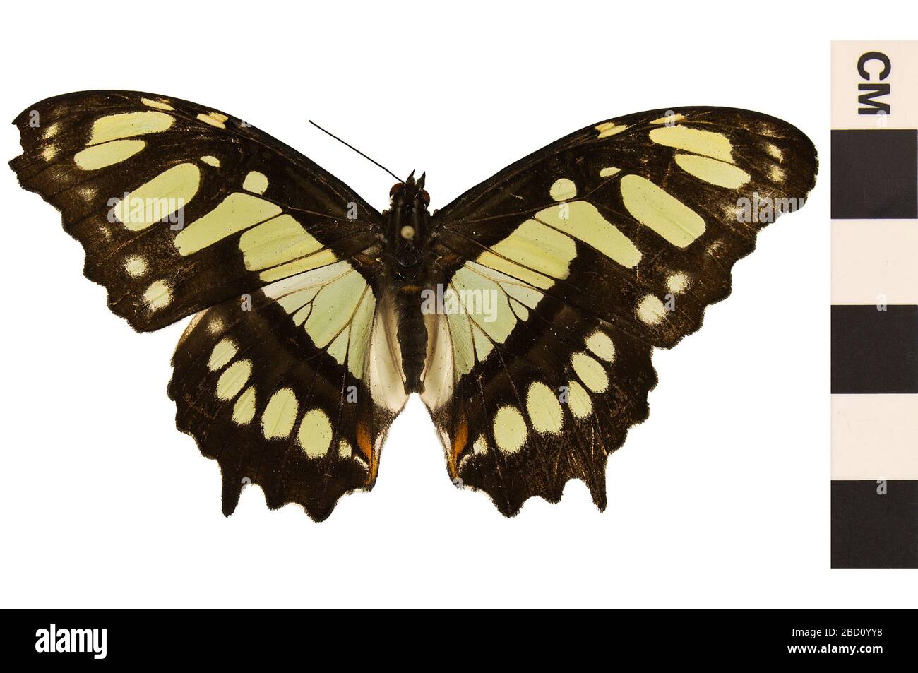 Malachite Butterfly. EO 401035 Malachite Siproeta stelenes 001.jpg ...