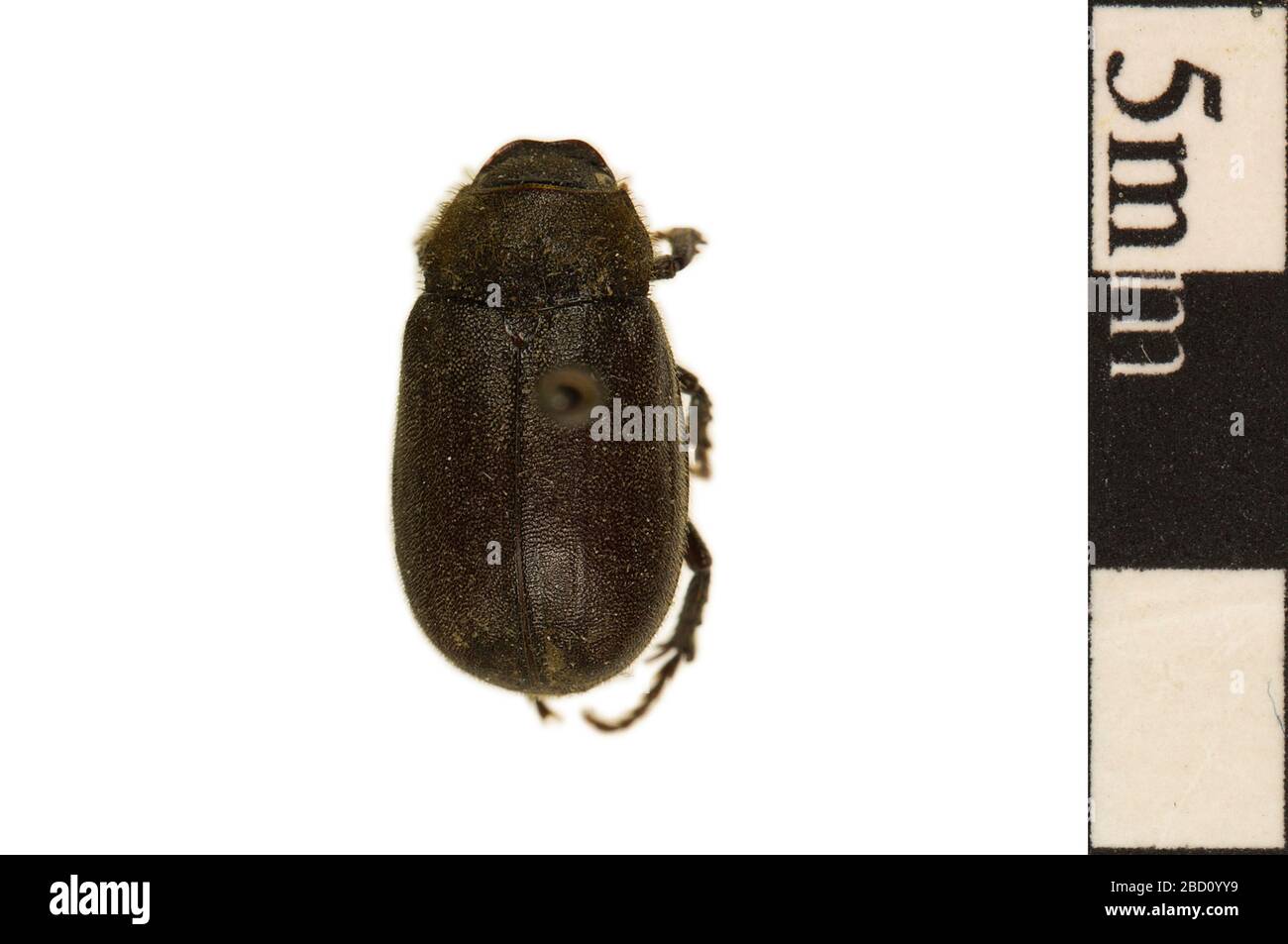 Scarab Beetle. EO 020832 Scarab Beetle Diplotaxis sordida 001.jpg Stock ...