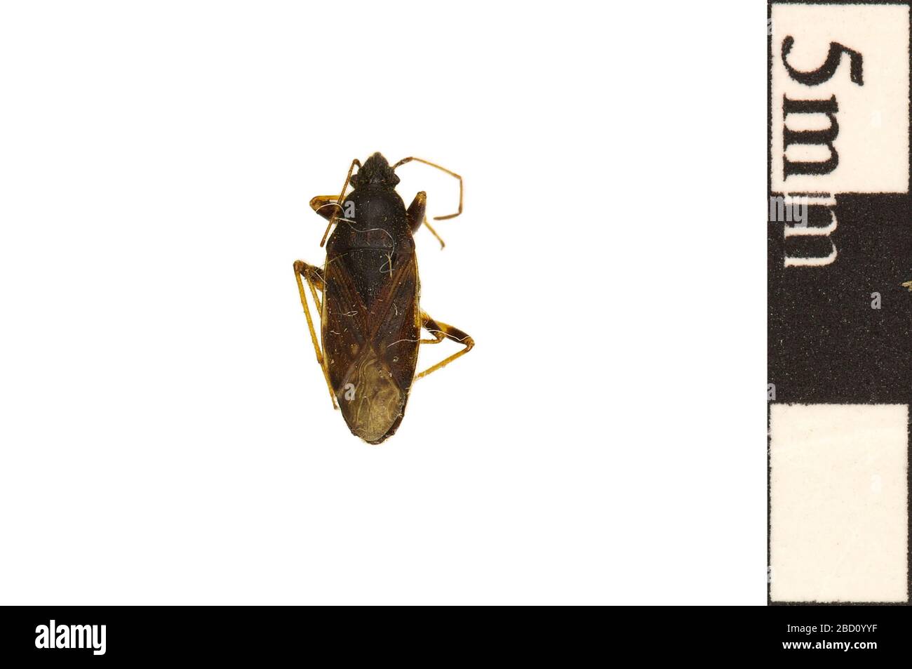 Seed Bug. EO 020238 Seed Bug Perigenes constrictus 001.jpg Stock Photo ...