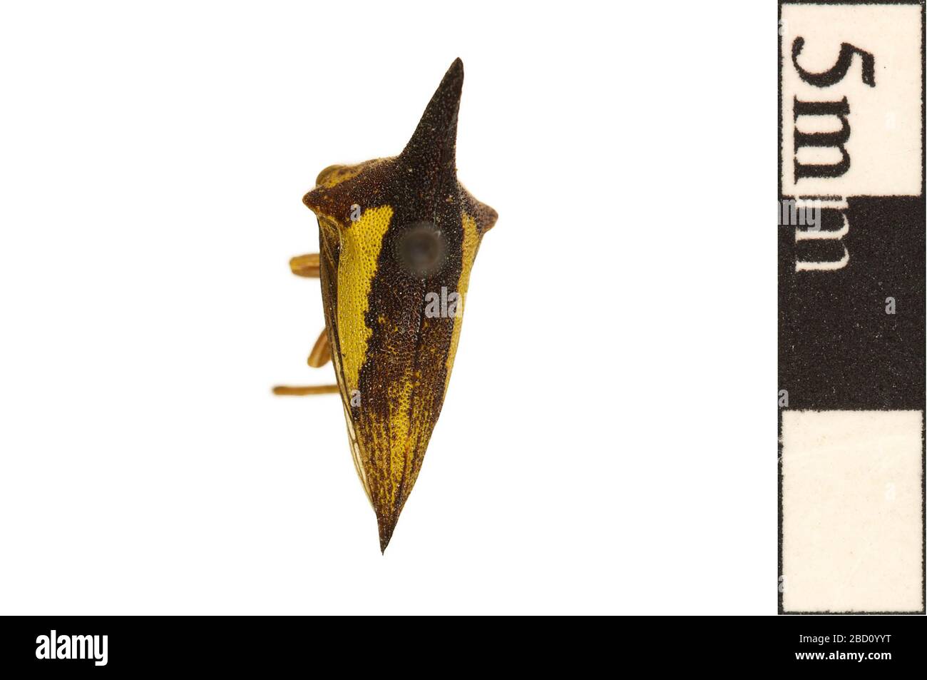 Locust treehopper hi-res stock photography and images - Alamy