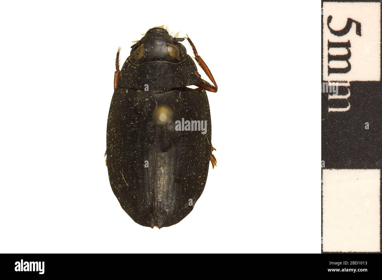 Whirligig Beetle. EO 020797 Whirligig Beetle Dineutus assimili 001.jpg ...