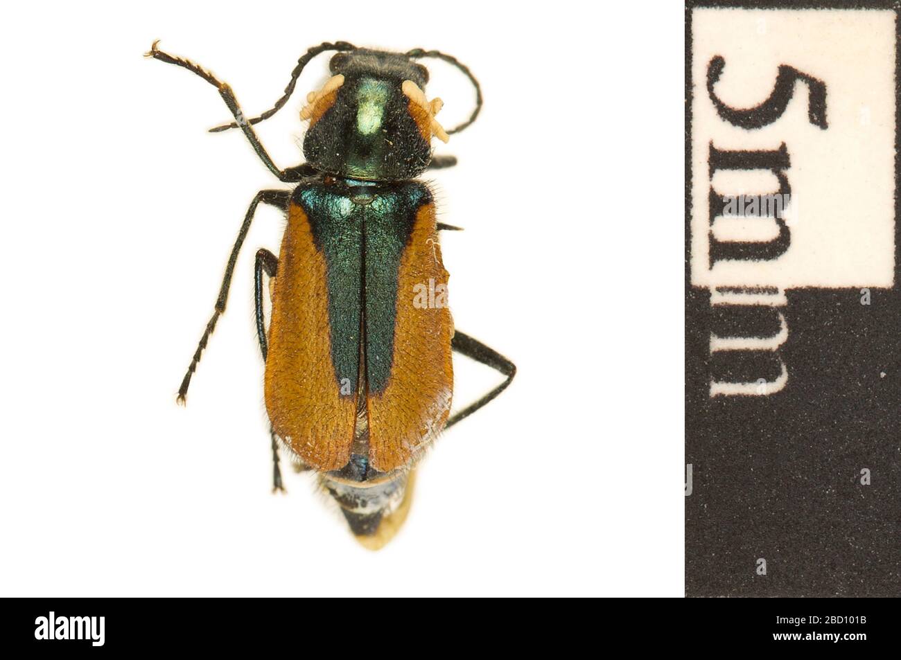 Scarlet Malachite Beetle Softwinged Flower Beetle. EO 020885 Soft ...
