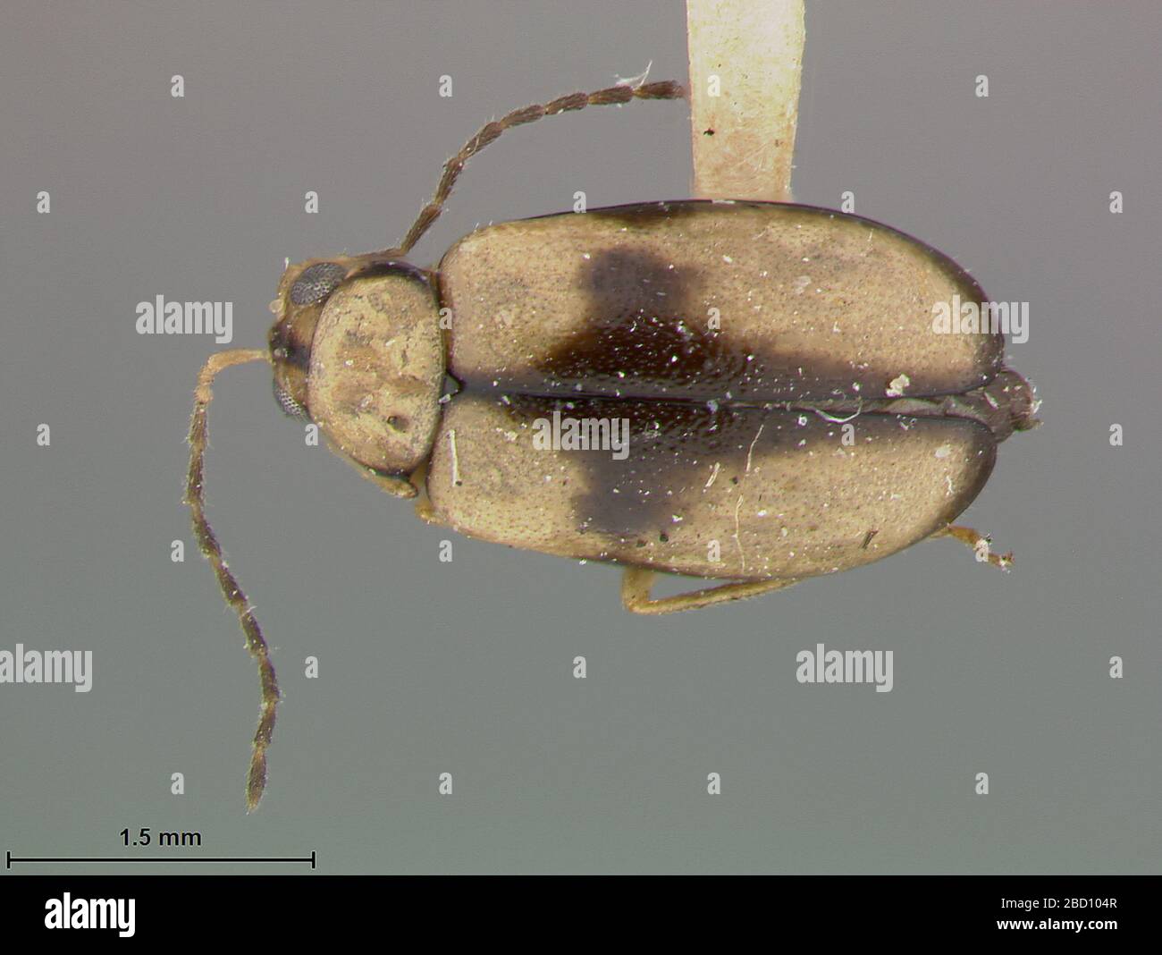 Monolepta crucigera. Label: Brooklyn Museum coll 19292 Mar 20171 ...