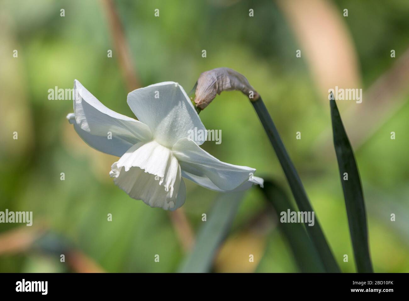 Centre trumpet shaped petals hi-res stock photography and images - Alamy