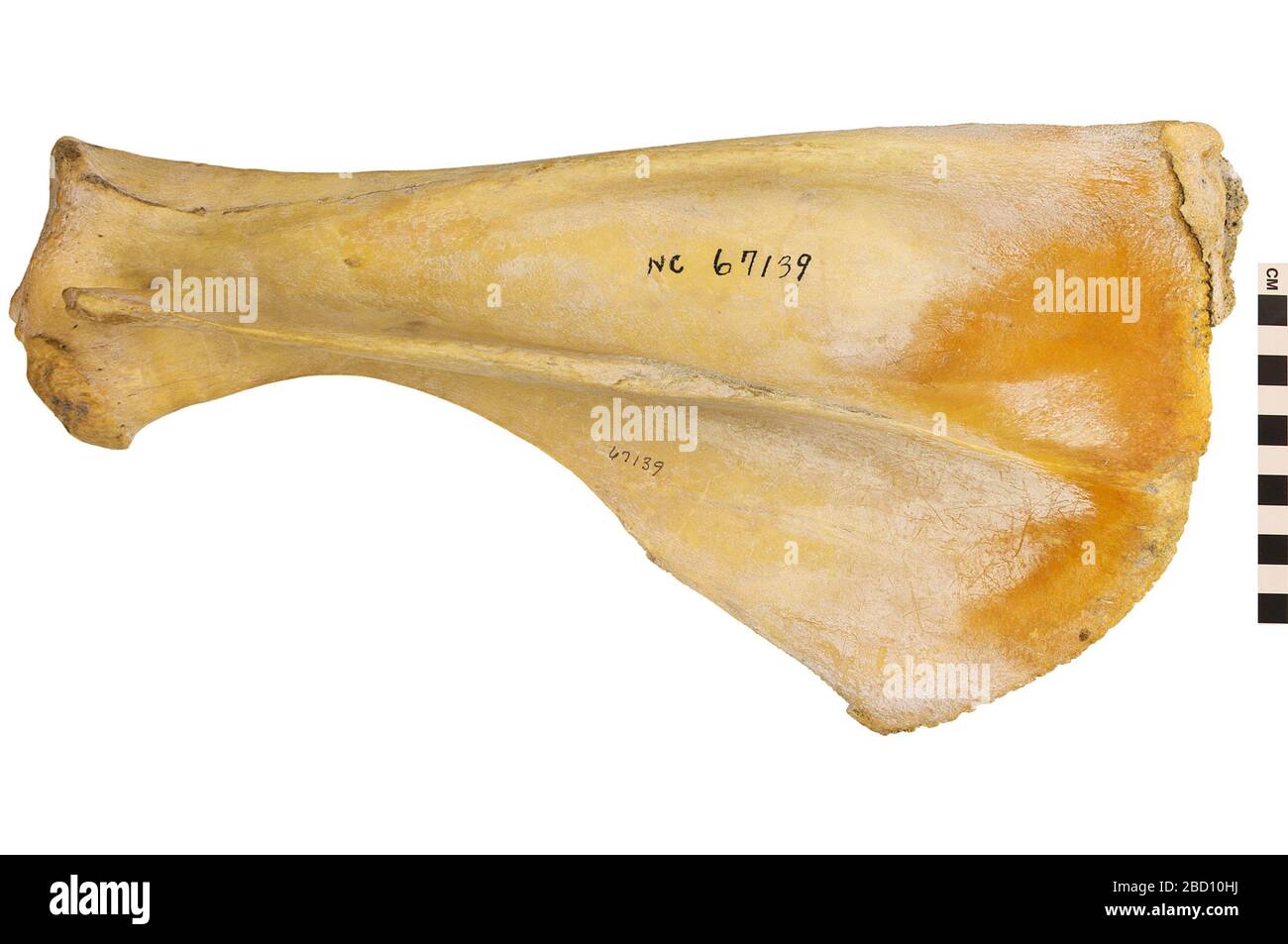 Scap hi-res stock photography and images - Alamy