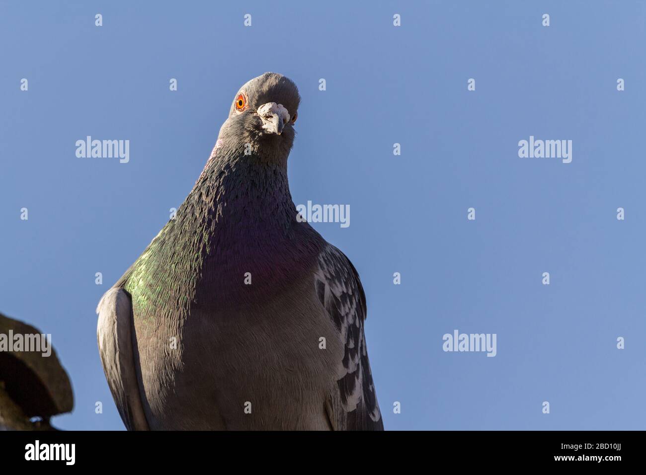 Pigeon feral rock dove Columba livia, and town pigeon, it is blue grey ...