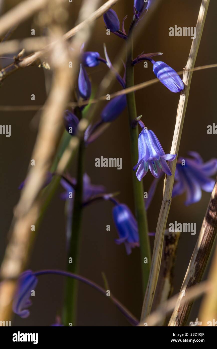 Bluebells (white or pink variations) Hyacinthoides non-scripta bell ...