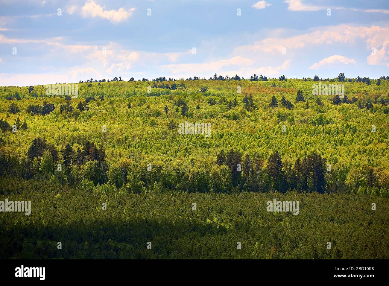 Coniferous landscape hi-res stock photography and images - Alamy