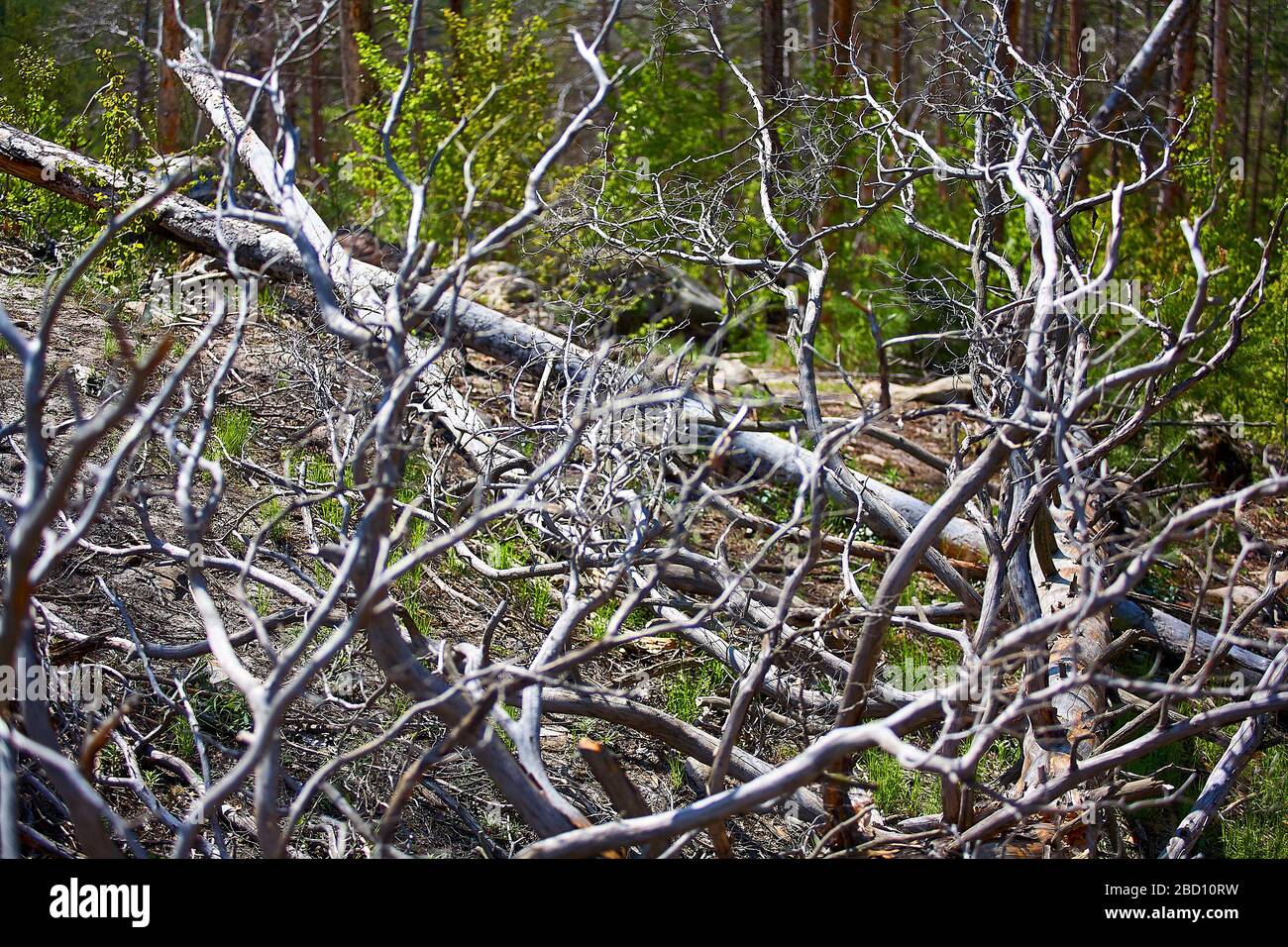 Hazard fallen trees hi-res stock photography and images - Alamy