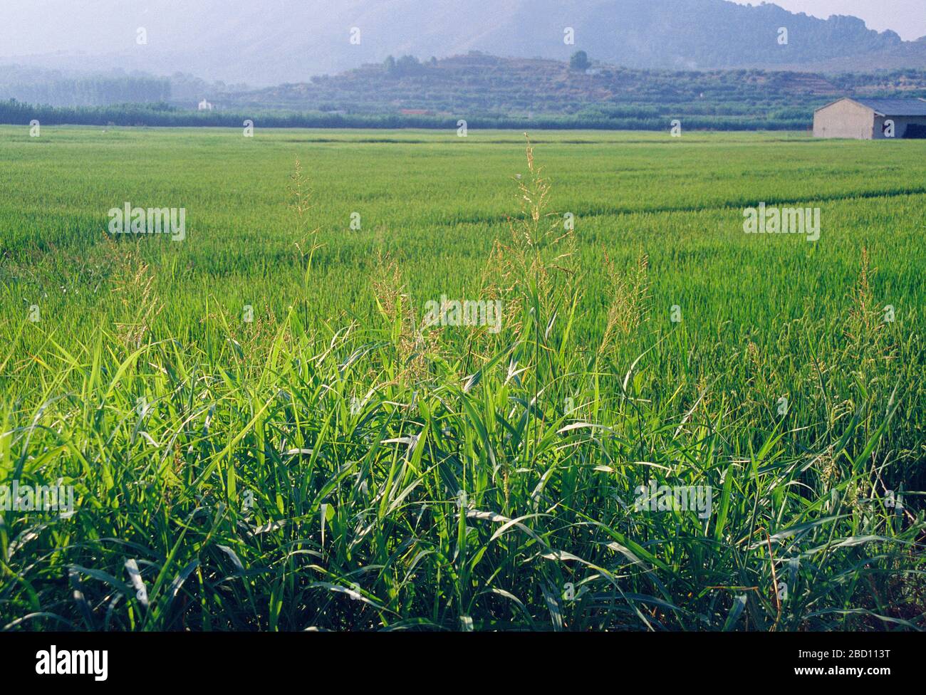Rice field. Calasparra, Murcia, Spain Stock Photo - Alamy