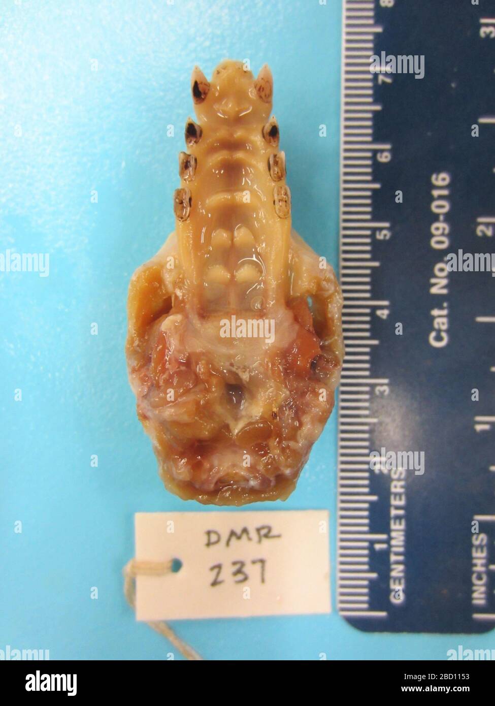 Epomophorus labiatus hi-res stock photography and images - Alamy