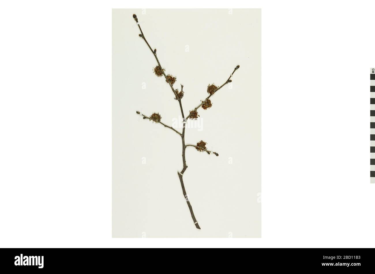 Slippery elm hi-res stock photography and images - Alamy