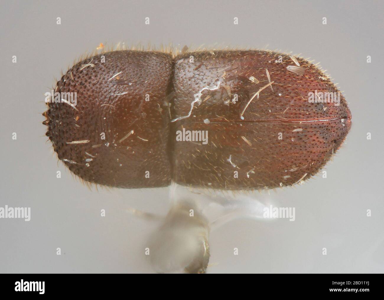 Dryocoetoides versutus. 20 Jul 20171 Dryocoetoides versutus Stock Photo ...