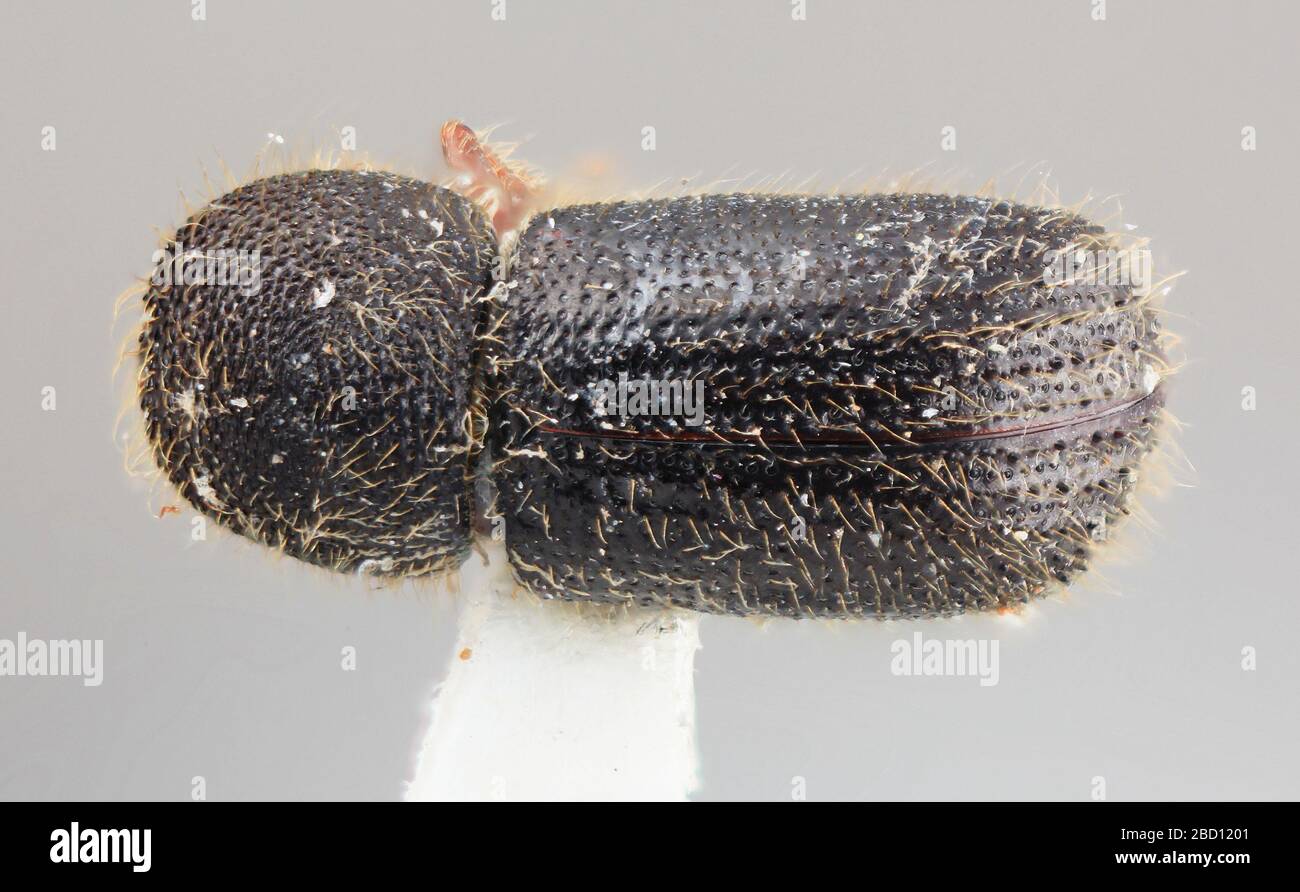 Tree species unknown hi-res stock photography and images - Alamy