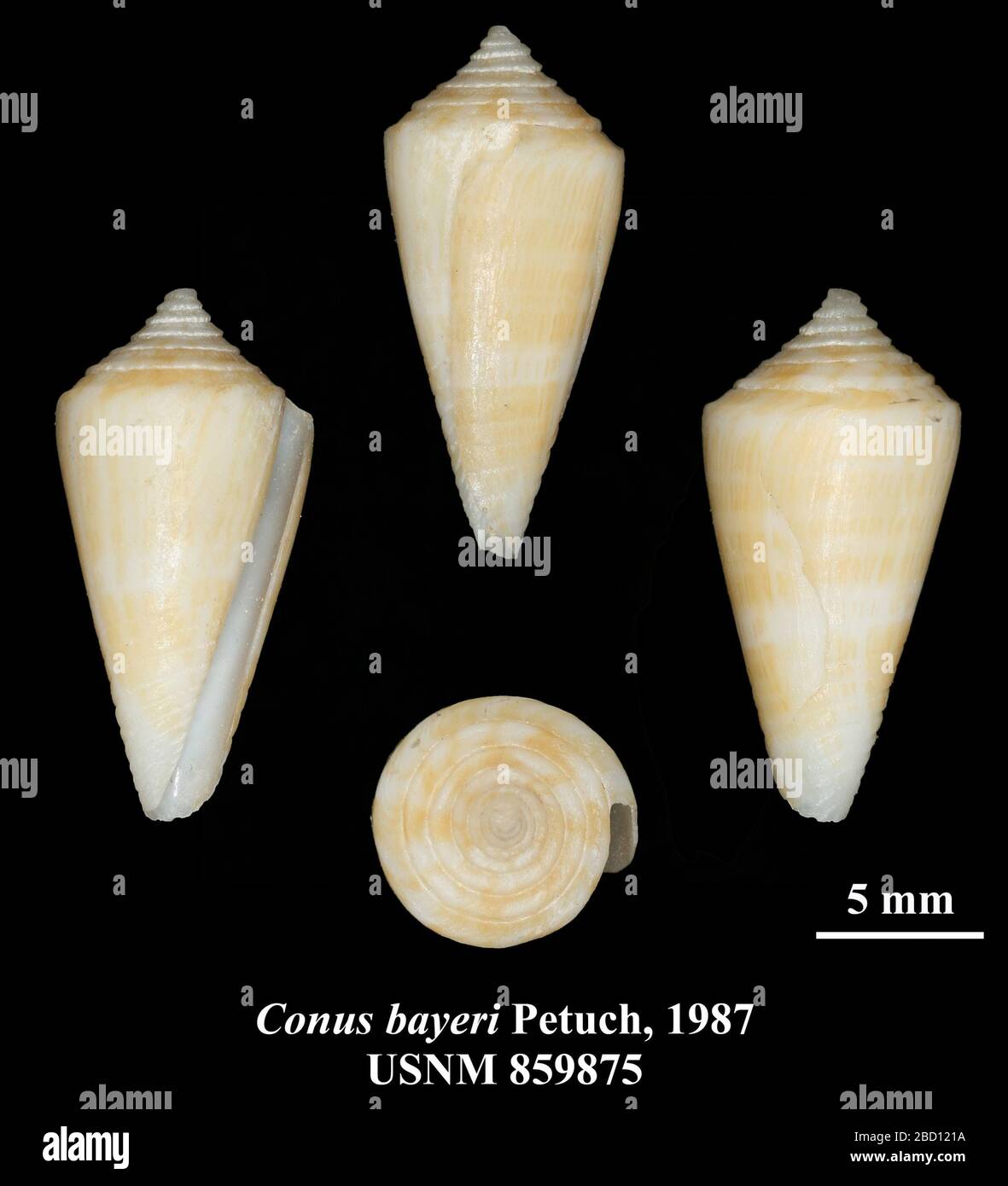 Bayeri hi-res stock photography and images - Alamy