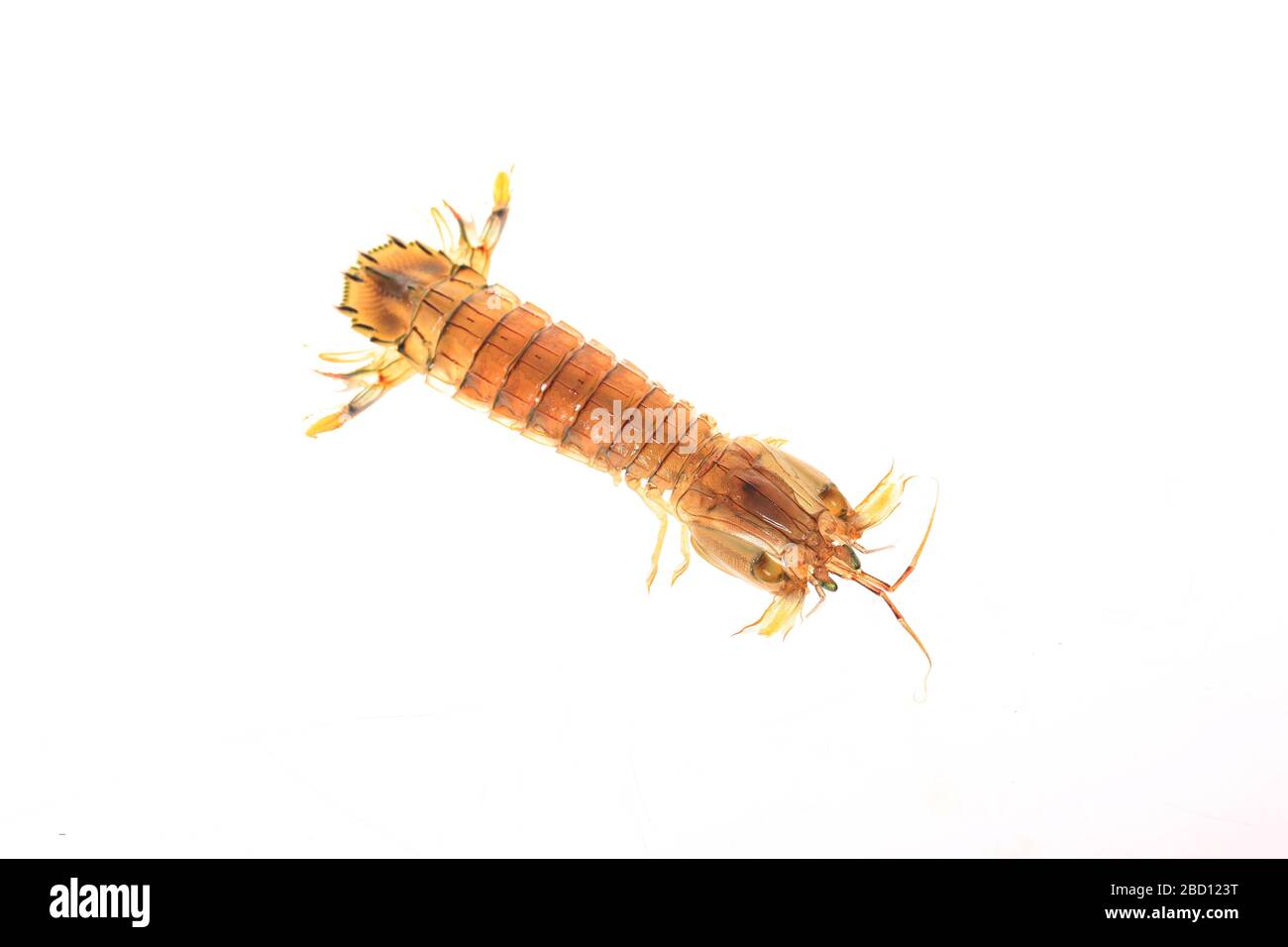 Closeup fresh mantis shrimp hi-res stock photography and images - Alamy