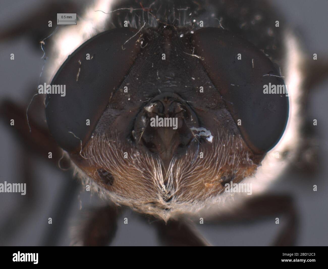 Fontinella hi-res stock photography and images - Alamy