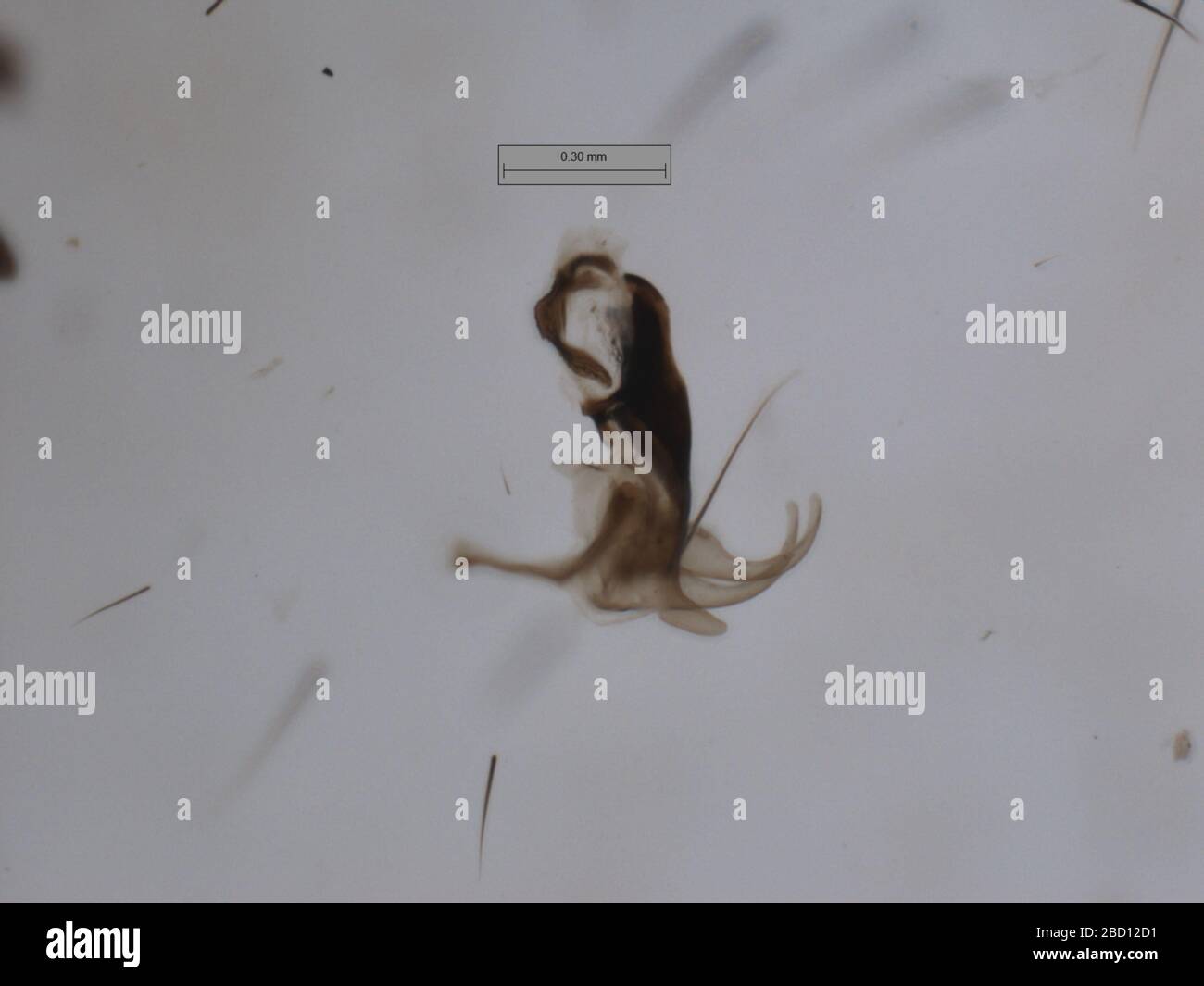 Uniseta hi-res stock photography and images - Alamy