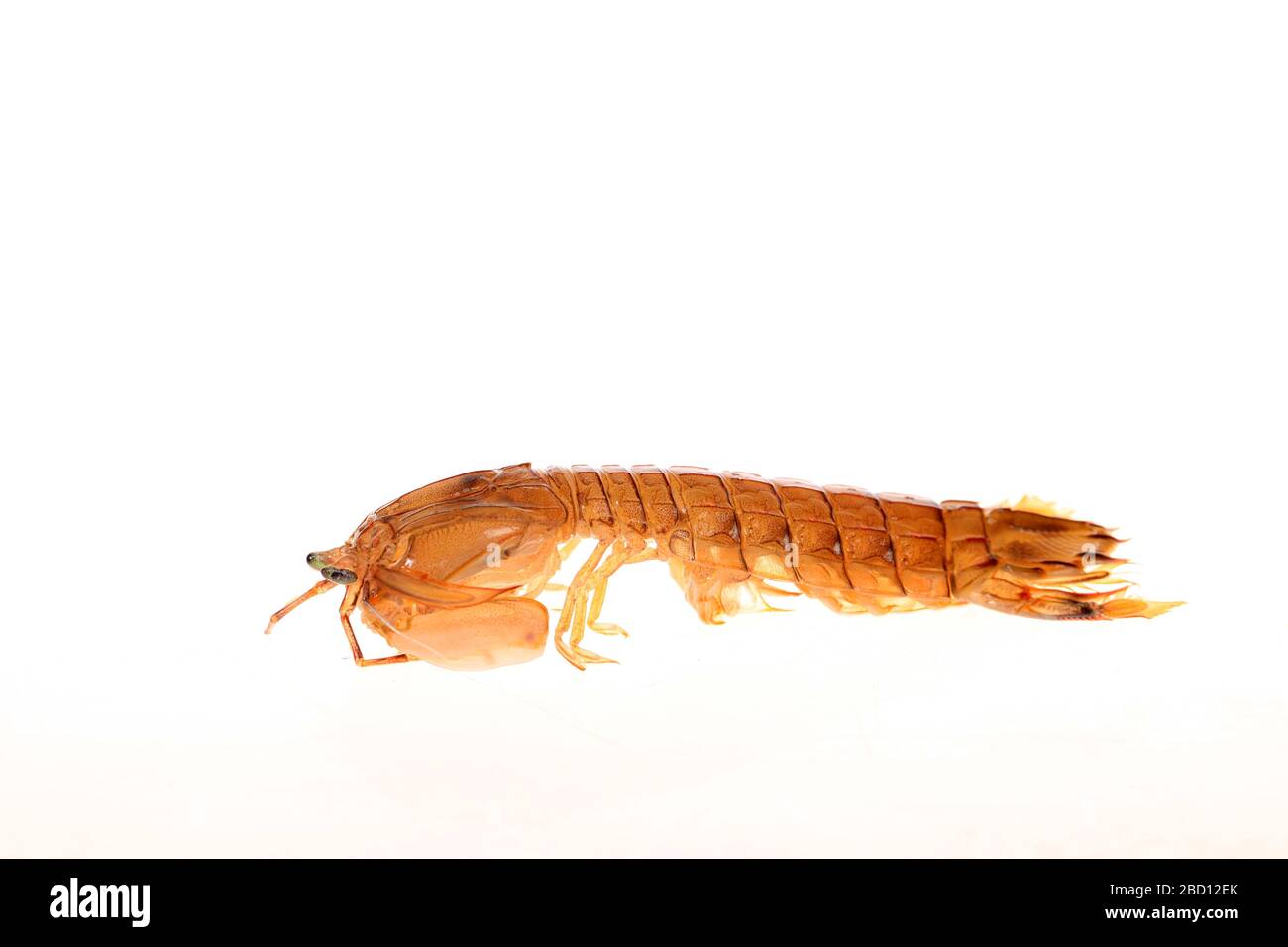 mantis shrimp on a white background Stock Photo - Alamy